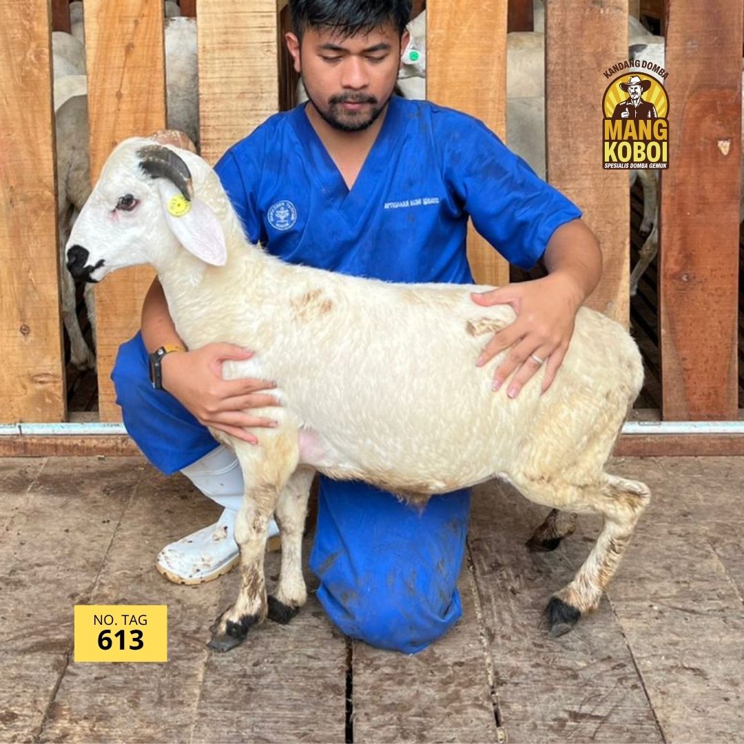 Domba | Mangkoboii