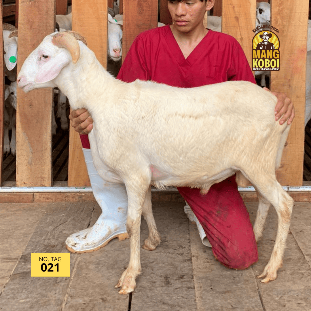 Domba | Mangkoboii