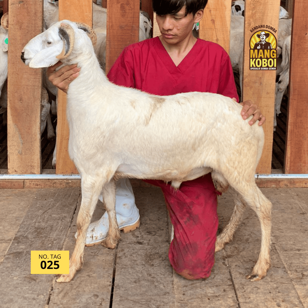 Domba | Mangkoboii